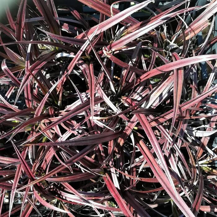 Astelia ‘Son of Red Devil’