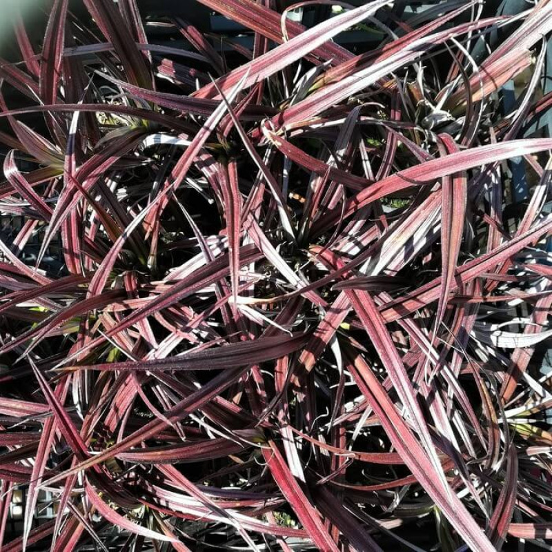 Astelia ‘Son of Red Devil’