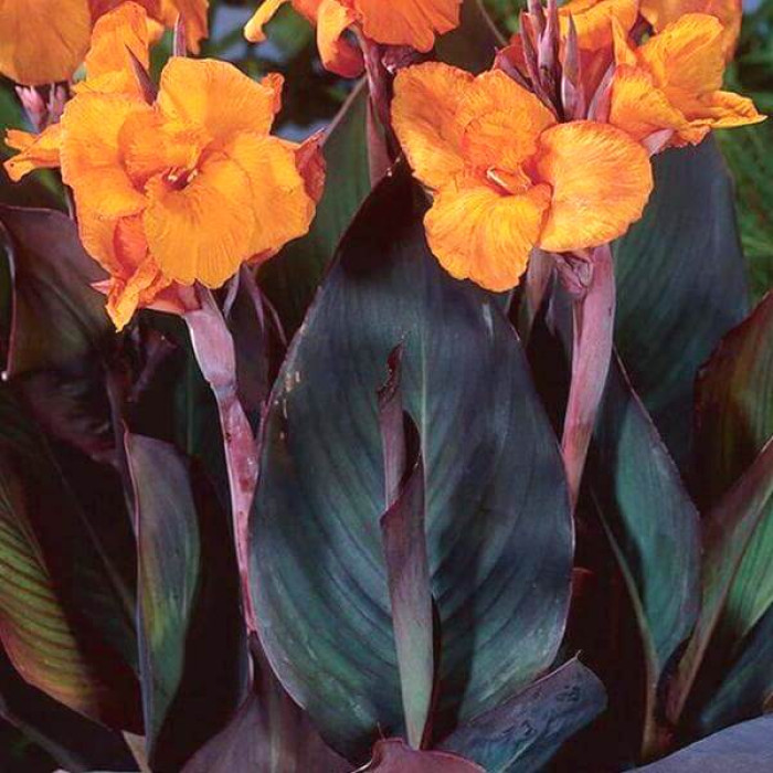 Canna 'Wyoming'