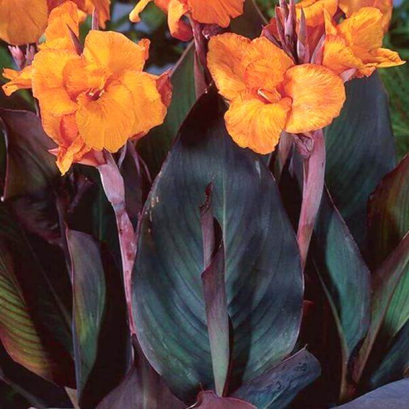 Canna 'Wyoming'