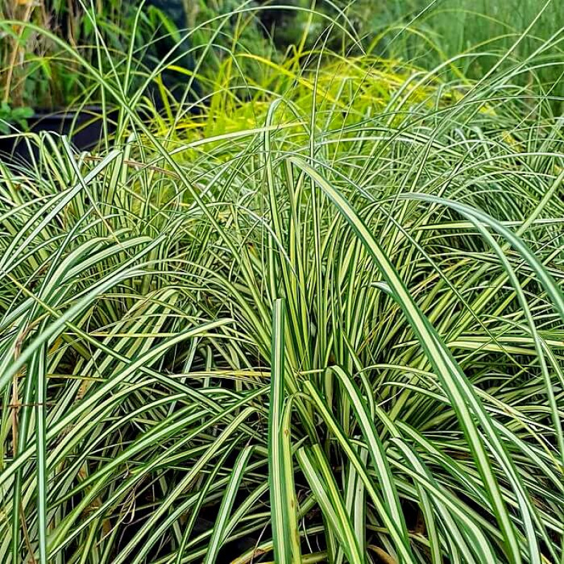 Carex oshimensis ‘Evergold’
