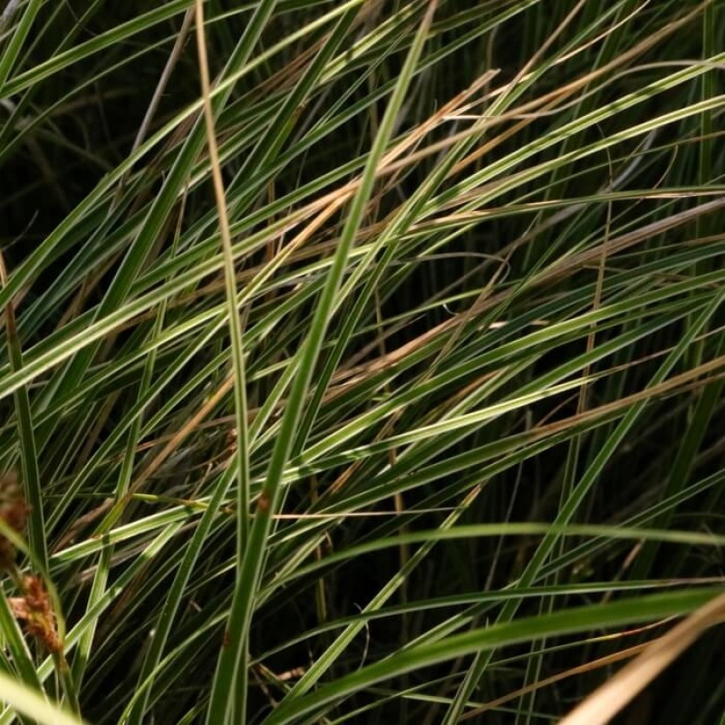 Carex brunnea ‘Variegata’