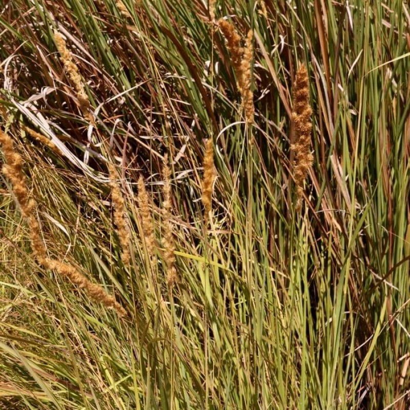 Calamagrostis brachytricha