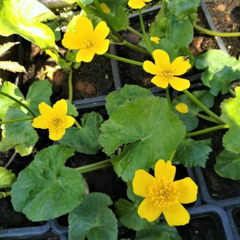 Caltha palustris
