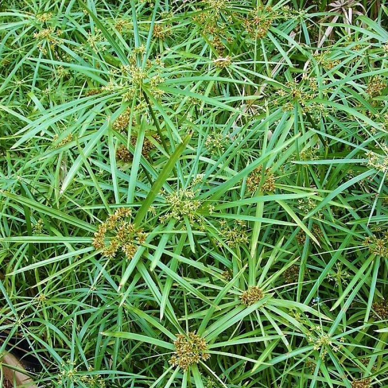 Cyperus alternifolius