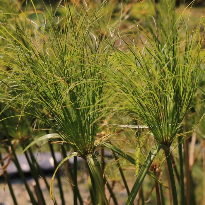Cyperus papyrus