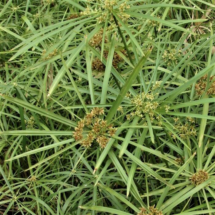 Cyperus alternifolius