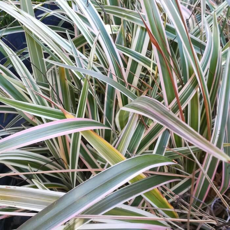 Dianella tasmanica 'Variegata'
