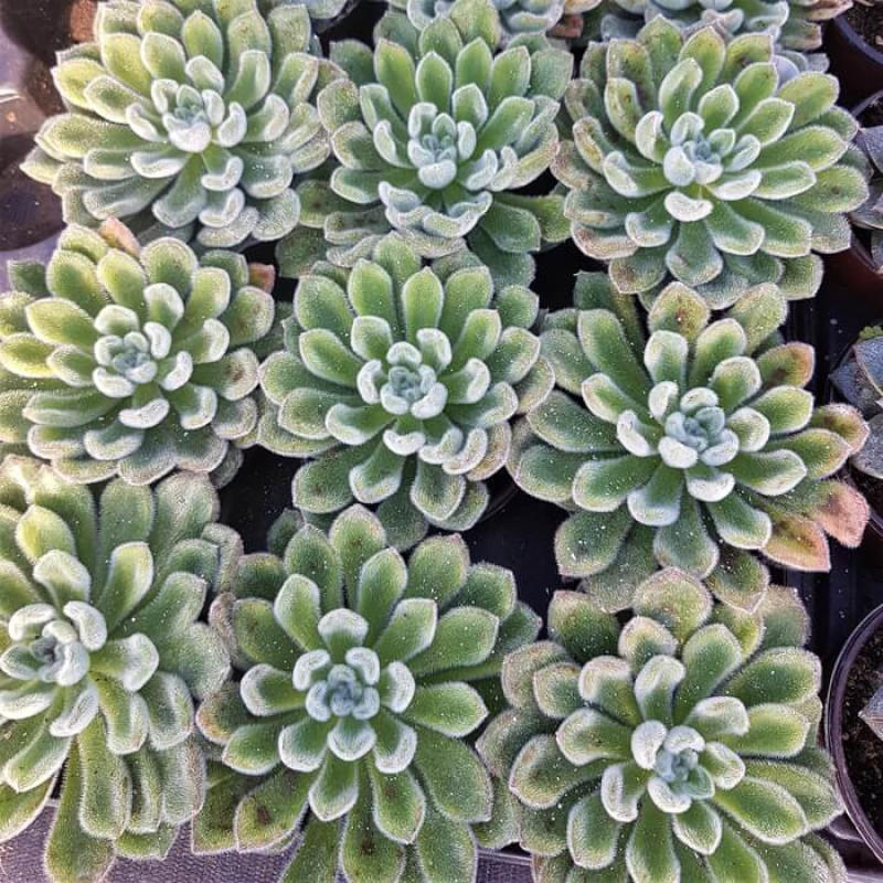 Echeveria setosa