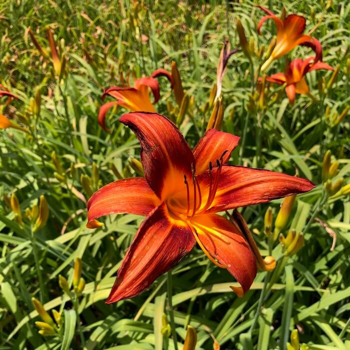 Hemerocallis fulva