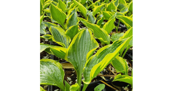 Hosta 'Don Stevens'