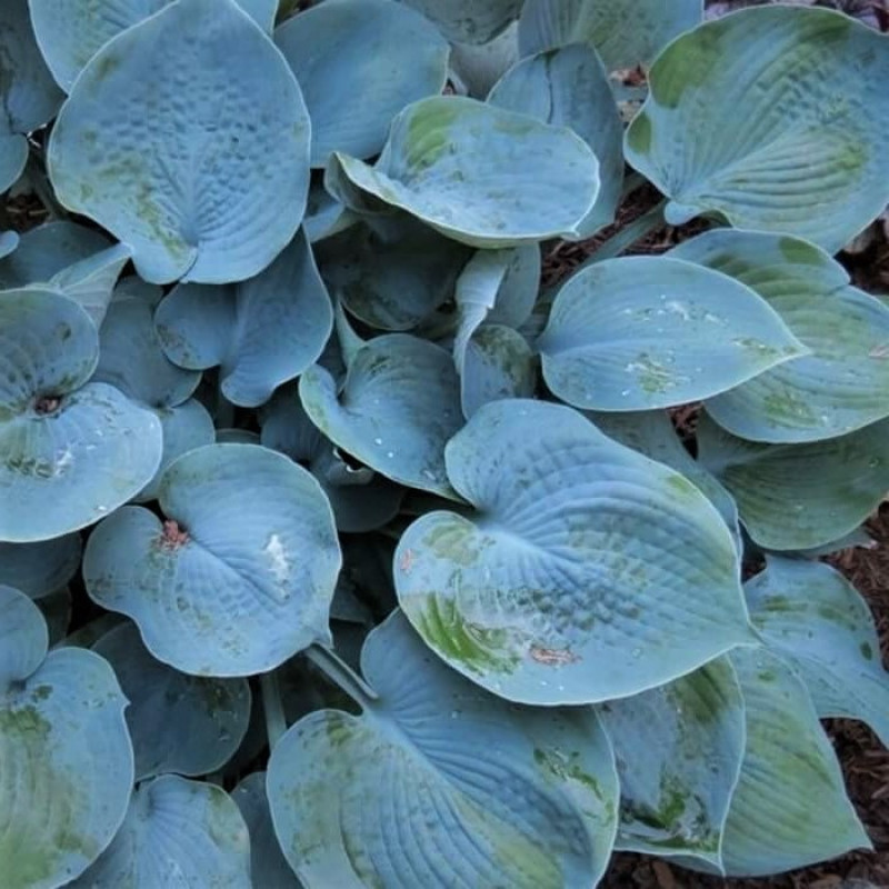 Hosta 'Blue Hawaii'