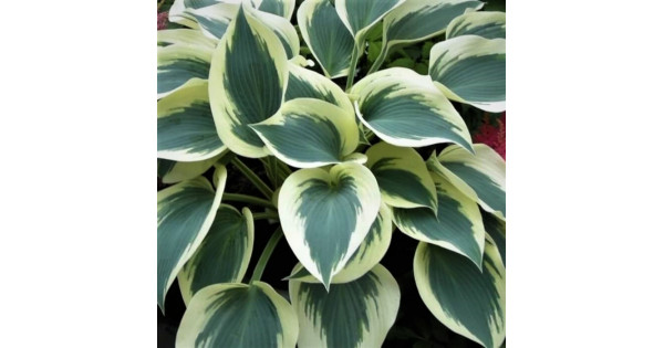 Hosta 'Blue Ivory'