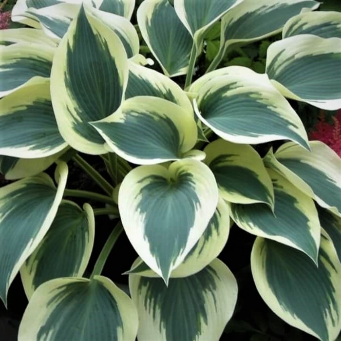 Hosta 'Blue Ivory'