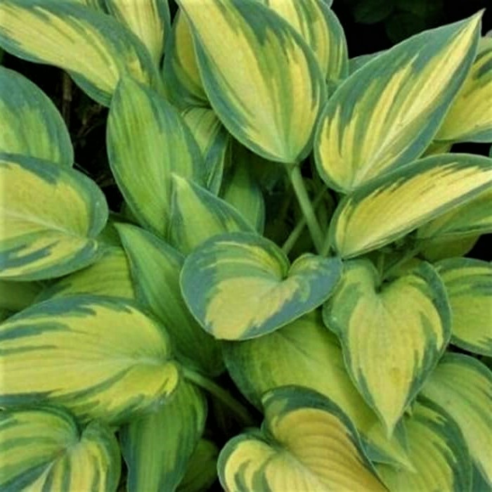 Hosta 'June'