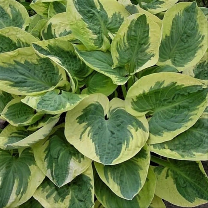 Hosta 'Snow Cap'