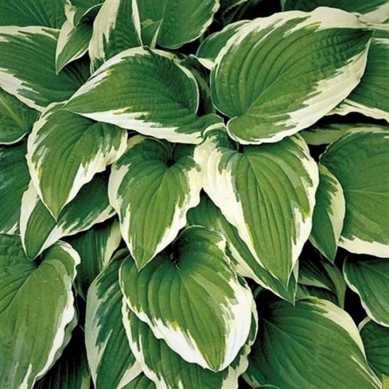 Hosta undulata 'Albomarginata'
