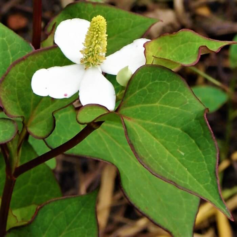 Houttuynia cordata