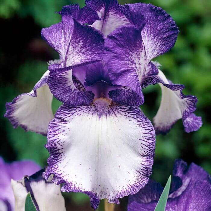 Iris ‘Loop the Loop’