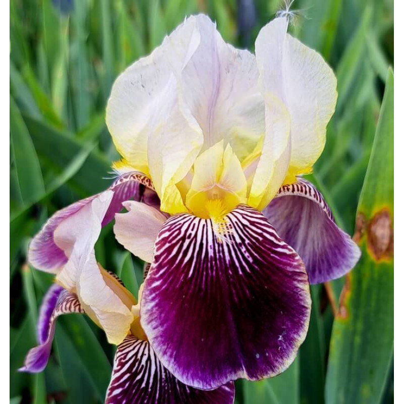 Iris 'Bruno'