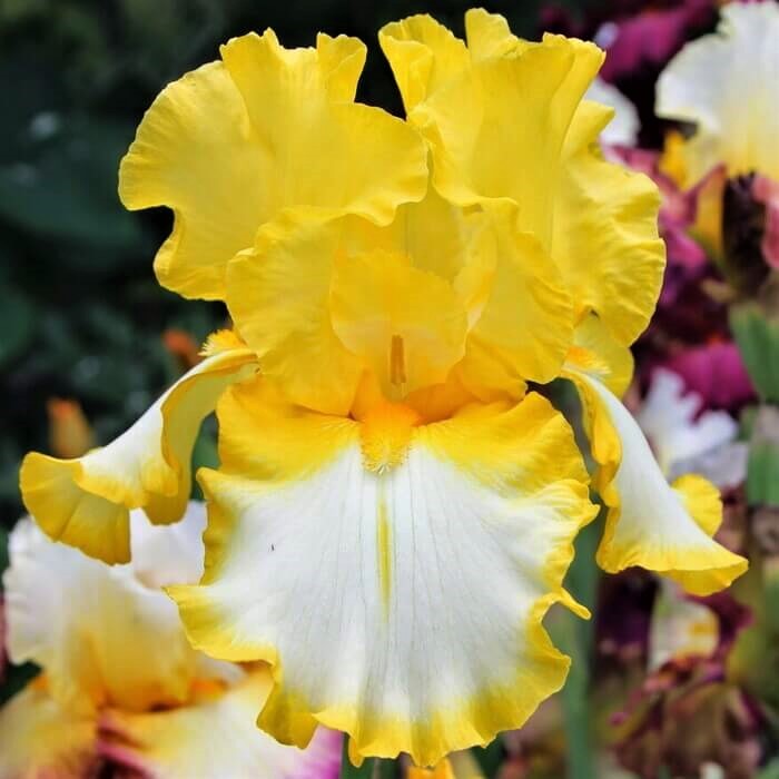 Iris 'Fringe of Gold'