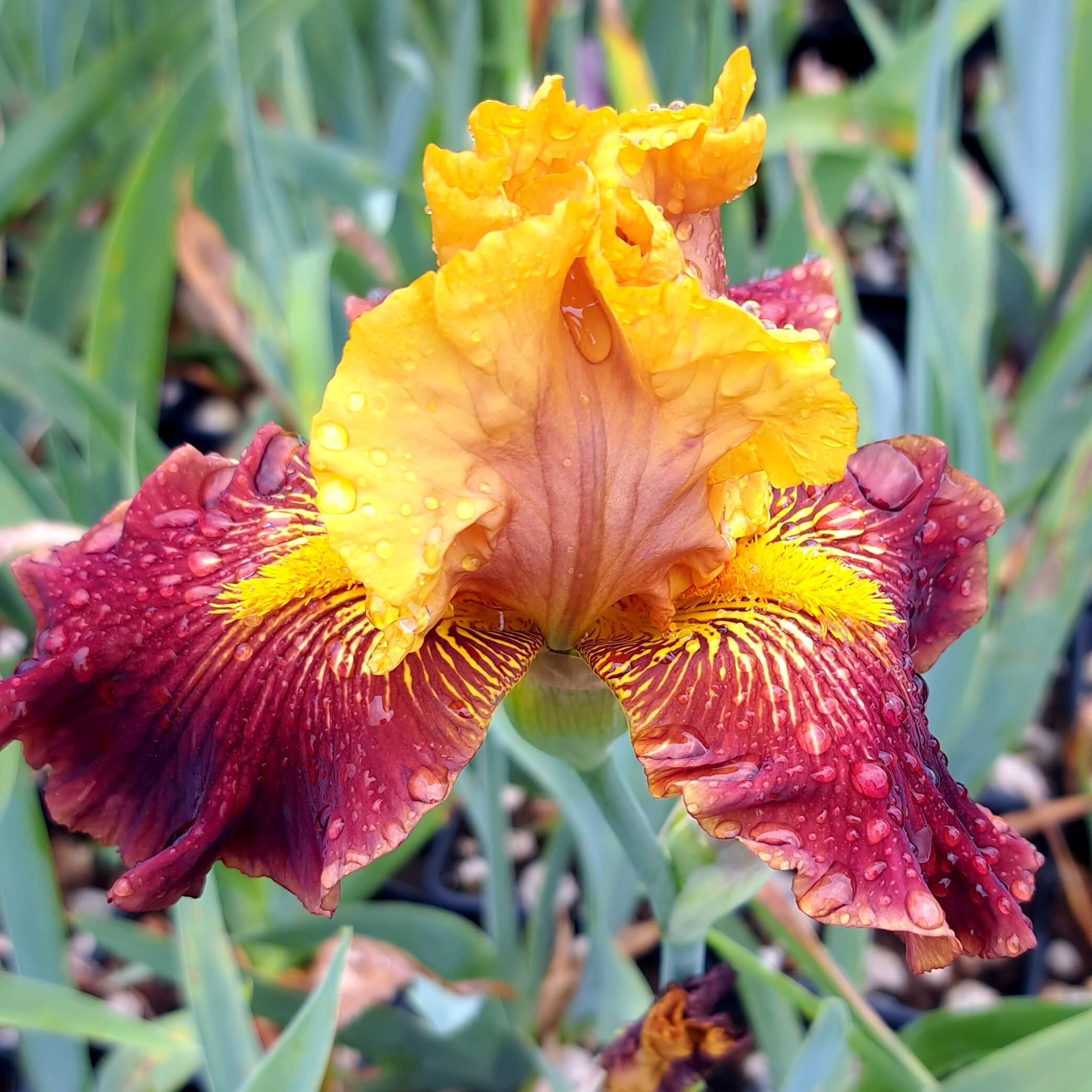 Iris 'Hissy Fit'