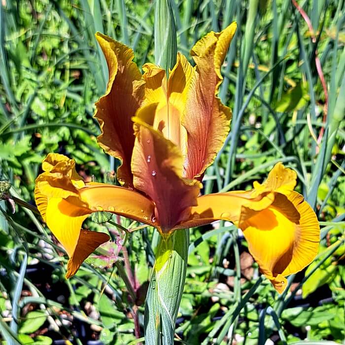 Iris 'Lion King'