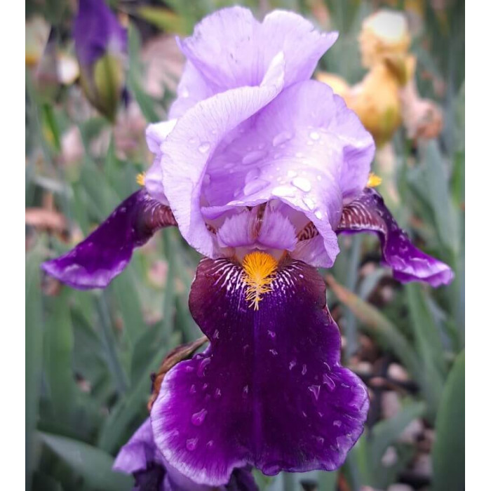 Iris 'Magic Man'