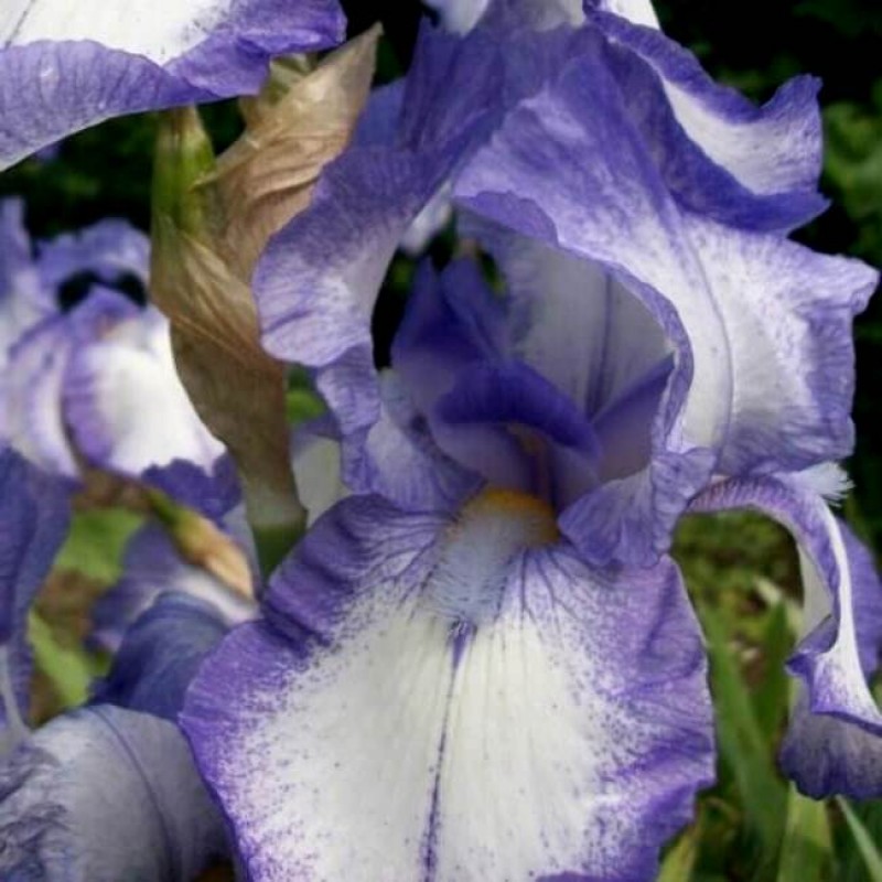 Iris 'Mary's Delight'
