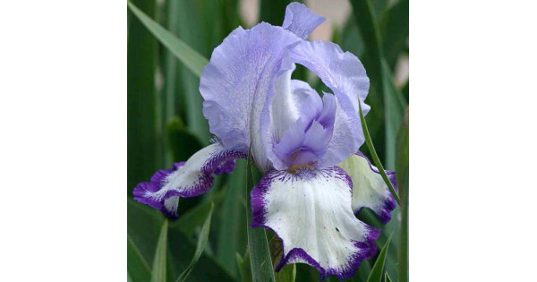 Iris 'On Edge'