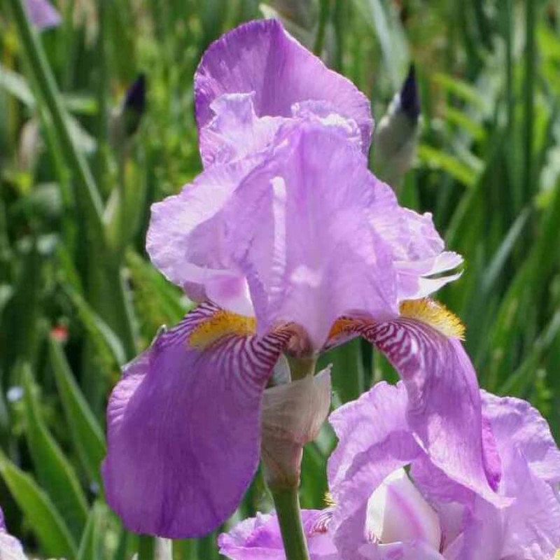Iris pallida