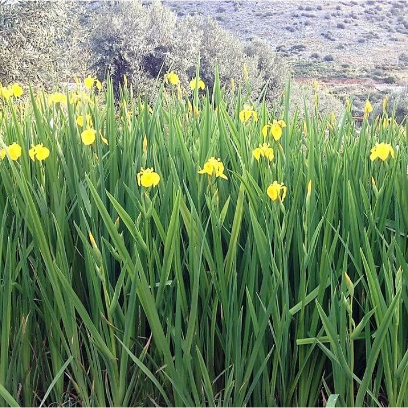 Iris pseudacorus