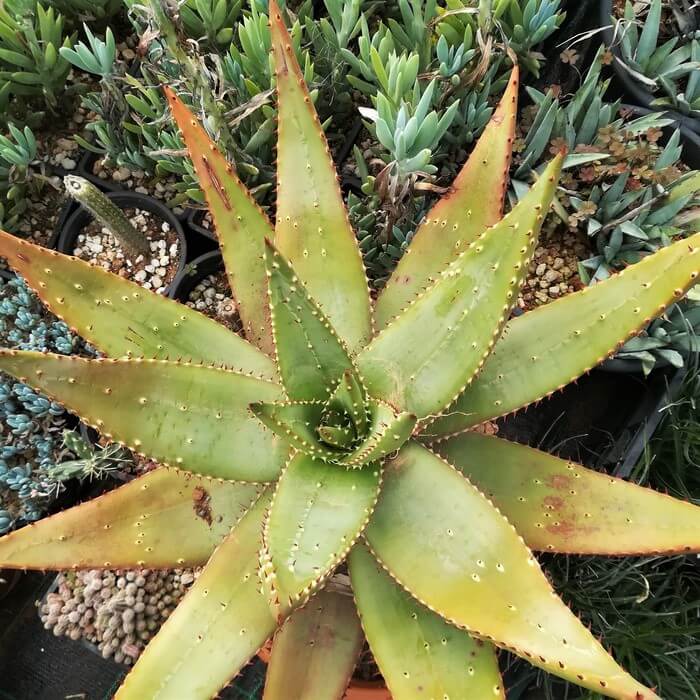 Aloe ferox