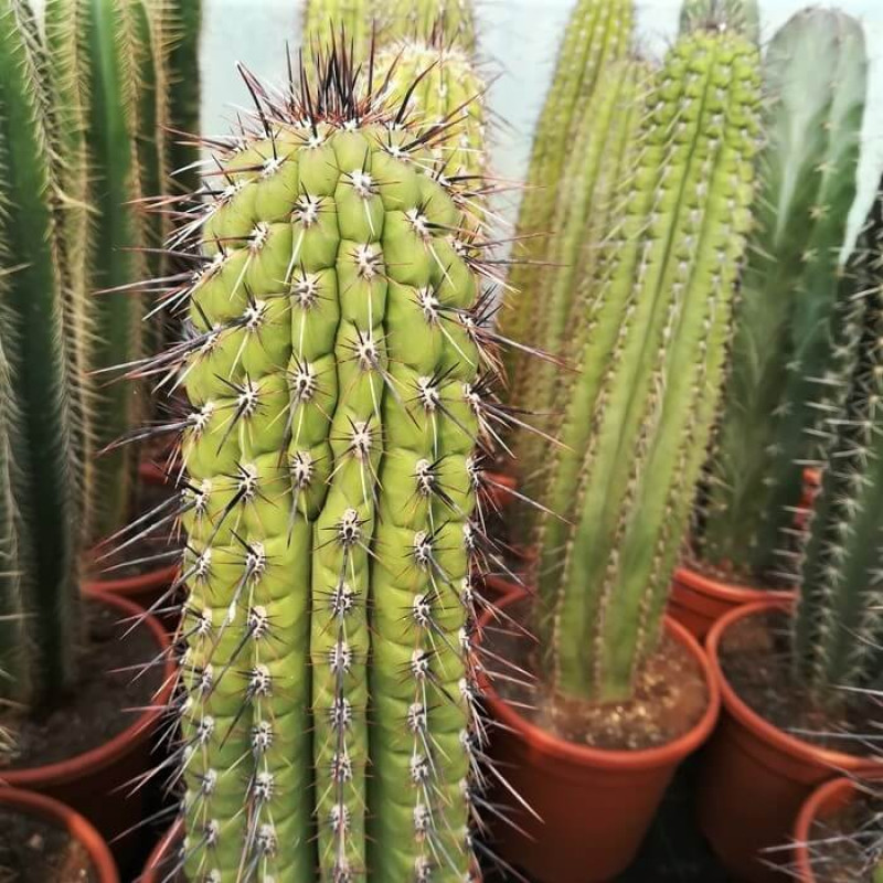 Consolea corallicola