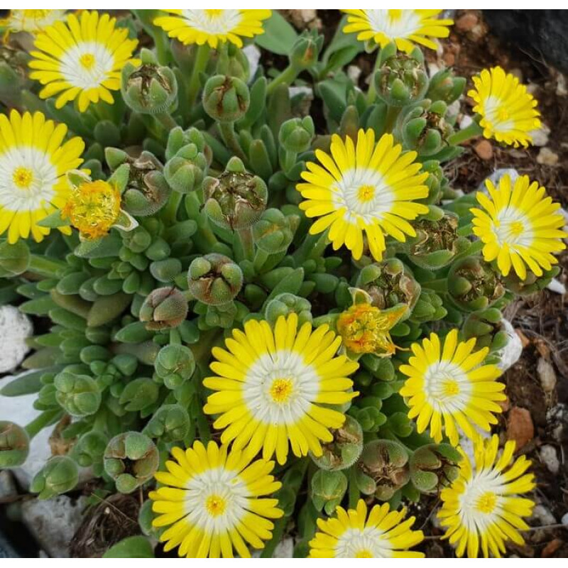 Delosperma cooperi 'Ice Cream Yellow'