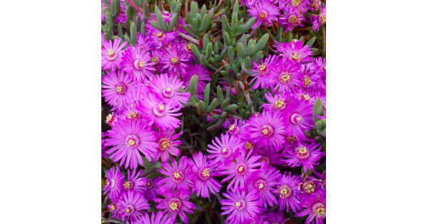 Delosperma cooperi