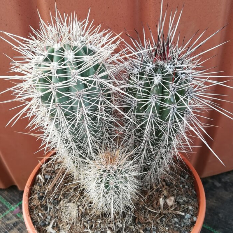 Pachycereus pringlei