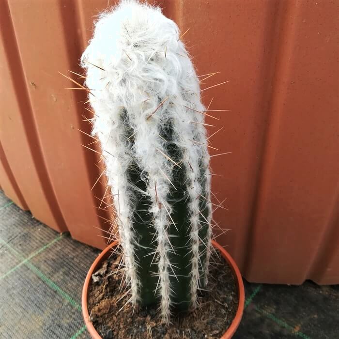Pilosocereus palmeri