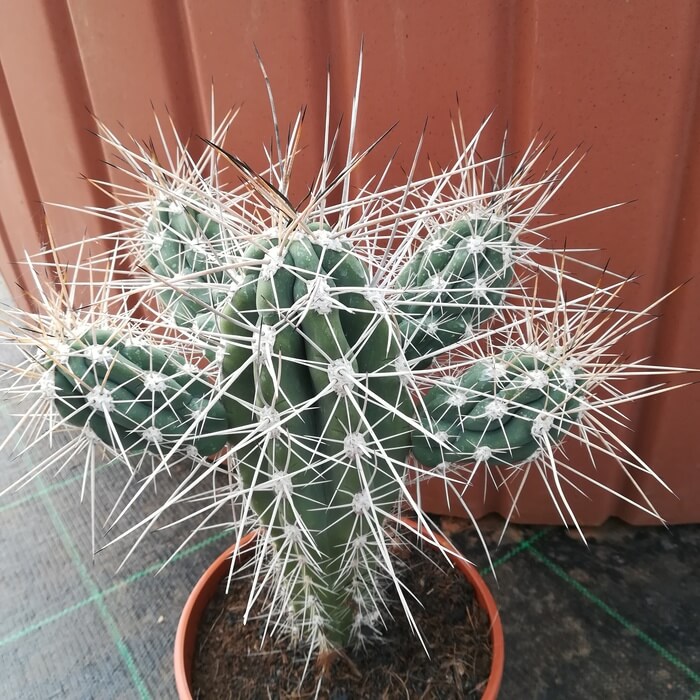 Stetsonia coryne