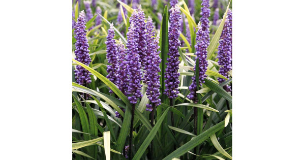 Liriope 'Super Blue'