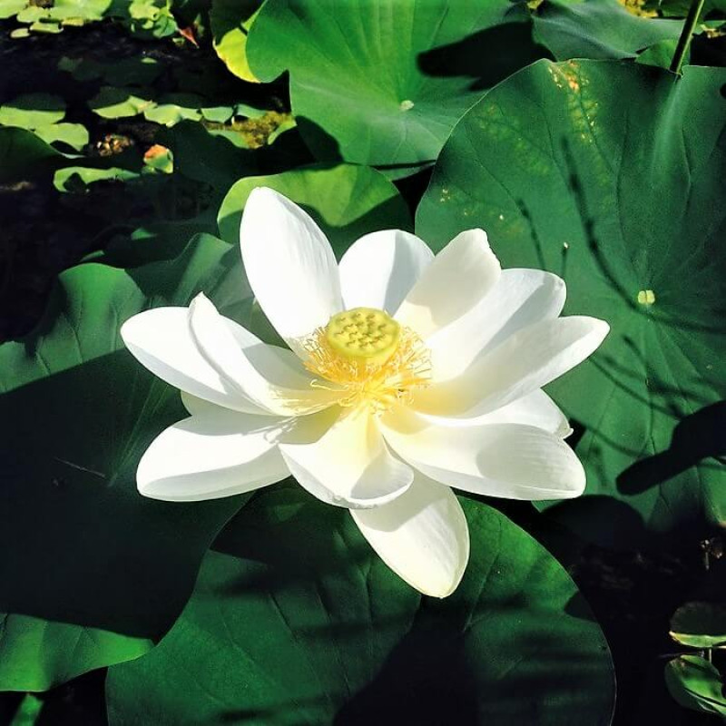 Nelumbo nucifera