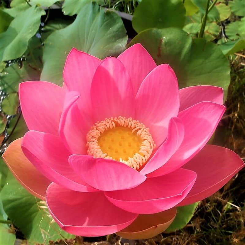 Nelumbo nucifera