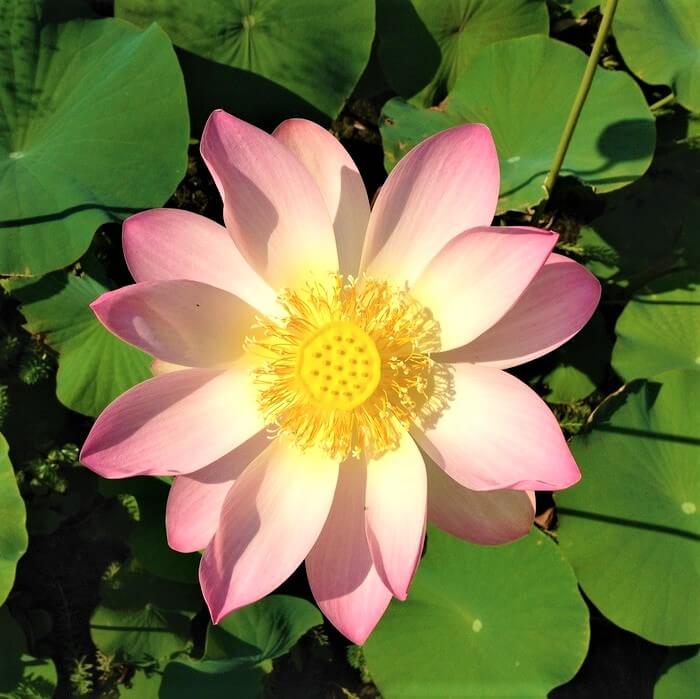 Nelumbo nucifera