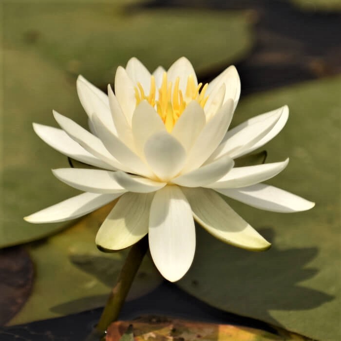 Nymphaea alba