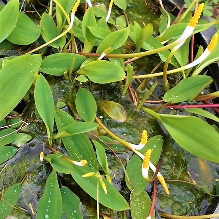 Orontium aquaticum