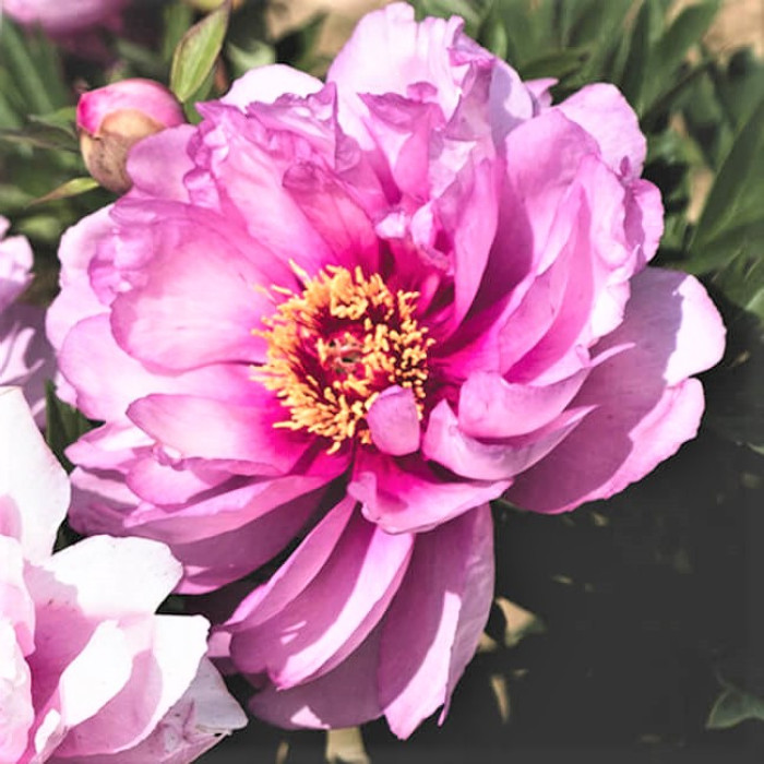 Paeonia 'Itoh First Arrival'