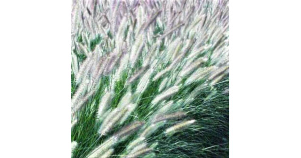 Pennisetum alopecuroides 'Foxtrot'