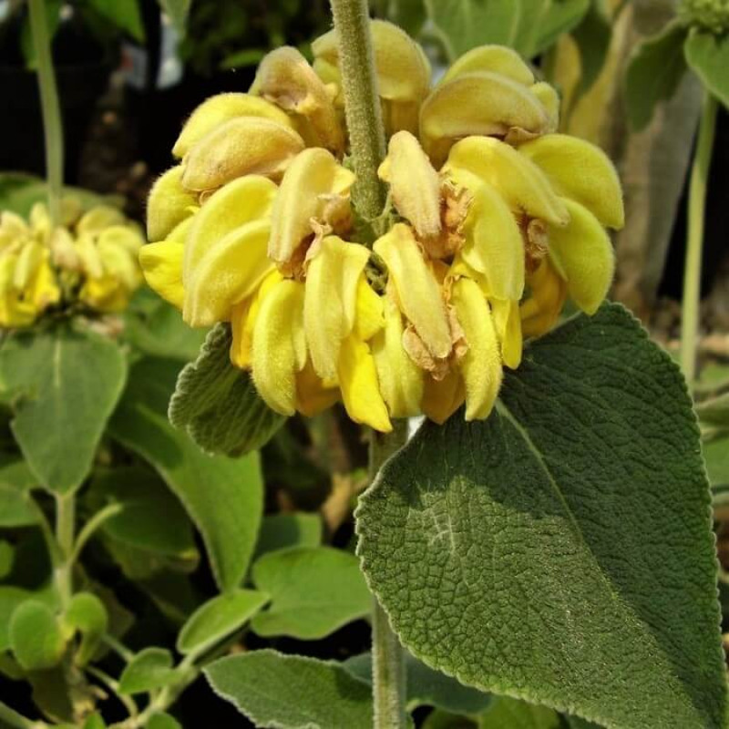 Phlomis ‘Edward Bowles’