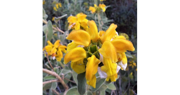 Phlomis longifolia