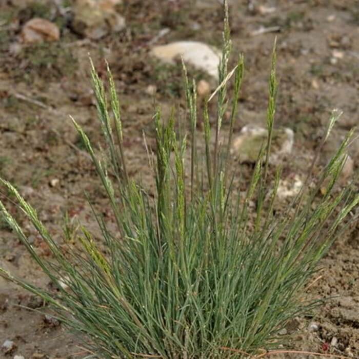 Puccinellia festuciformis